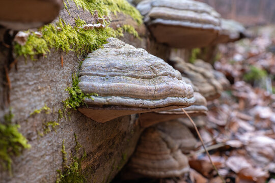 Reingefallen Bilder – Durchsuchen 1,718 Archivfotos, Vektorgrafiken und ...