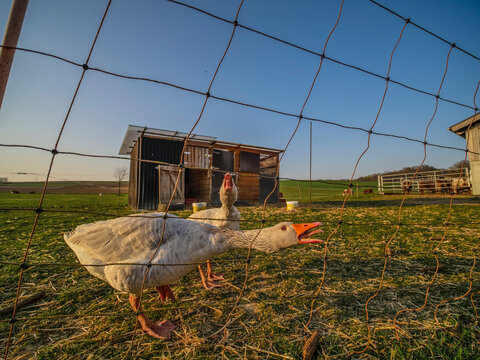 Mastgans Bilder – Durchsuchen 482 Archivfotos, Vektorgrafiken und ...