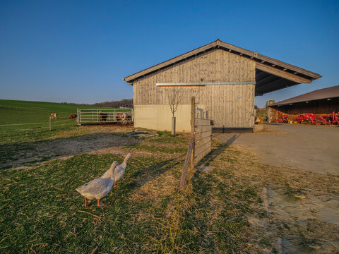 Mastgans Bilder – Durchsuchen 482 Archivfotos, Vektorgrafiken und ...