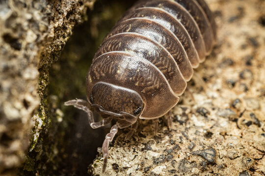 Giant Pill Bug Cooked
