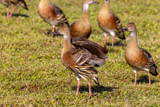 รูปภาพPlumer – เลือกดูภาพถ่ายสต็อก เวกเตอร์ และวิดีโอ441 | Adobe Stock