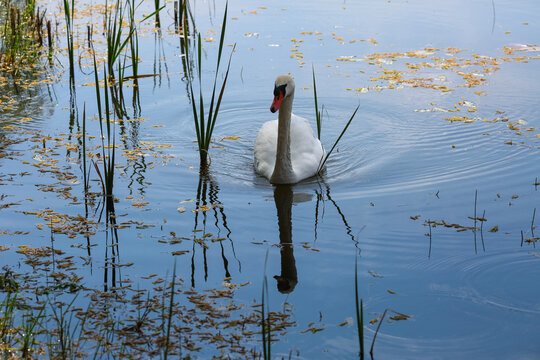 Svane Bilder – Durchsuchen 133 Archivfotos, Vektorgrafiken und Videos ...