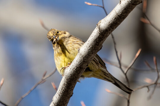 Trznadel bilder – Bläddra bland 304 stockfoton, vektorer och videor ...