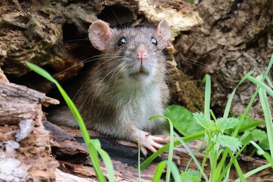 "Street Rat"-Bilder: Stock-Fotos & -Videos. | Adobe Stock