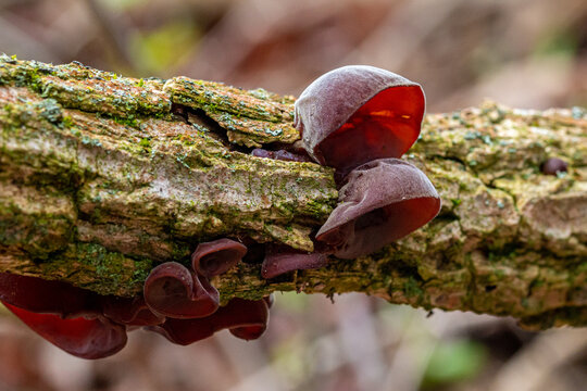 「Befallen」の写真素材 | 870件の無料イラスト画像 | Adobe Stock