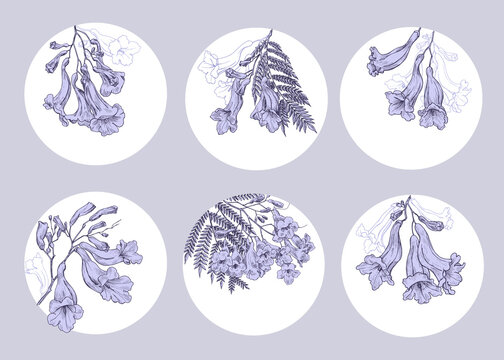 รูปภาพJacaranda – เลือกดูภาพถ่ายสต็อก เวกเตอร์ และวิดีโอ13,304 | Adobe ...