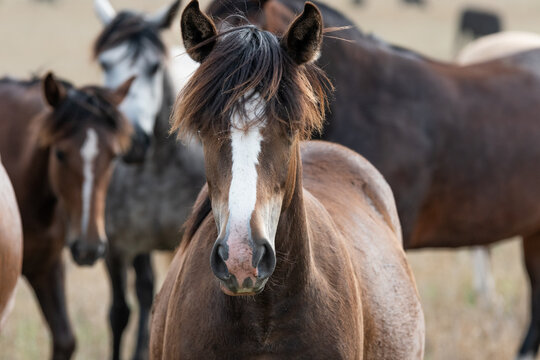 รูปภาพCriollos – เลือกดูภาพถ่ายสต็อก เวกเตอร์ และวิดีโอ2,703 | Adobe Stock