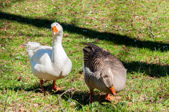 รูปภาพOche – เลือกดูภาพถ่ายสต็อก เวกเตอร์ และวิดีโอ1,225 | Adobe Stock
