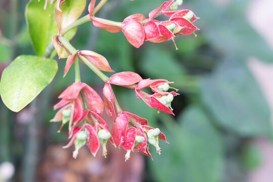 「Candelilla」の画像 - 97 件の Stock 写真、ベクターおよびビデオ | Adobe Stock