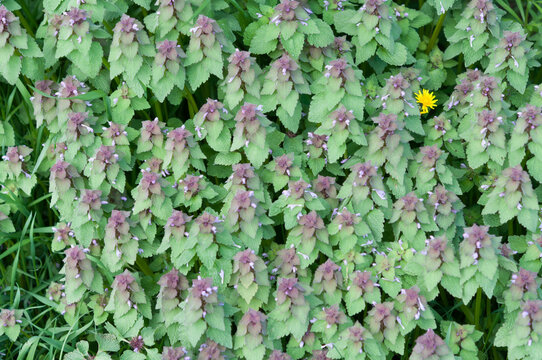 "Lamium Purpureum" Images – Browse 2,518 Stock Photos, Vectors, and ...