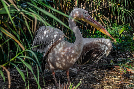 Natatorial Bilder – Durchsuchen 1,709 Archivfotos, Vektorgrafiken und ...