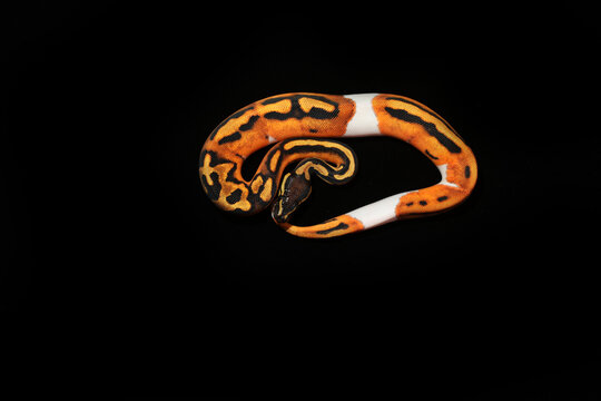 "Fancy Ball" Images – Browse 219 Stock Photos, Vectors, and Video ...