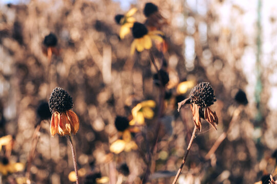 Susan Bilder – Durchsuchen 7,995 Archivfotos, Vektorgrafiken und Videos ...