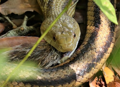 "Chicken Snake" Bilder – Durchsuchen 322 Archivfotos, Vektorgrafiken ...