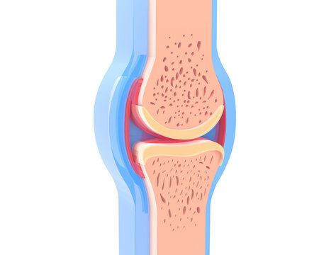 Diarthrosis Bilder – Durchsuchen 439 Archivfotos, Vektorgrafiken und ...