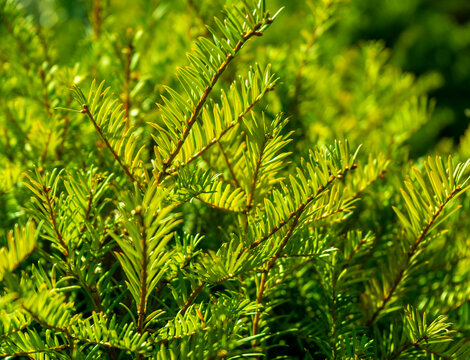 Coniferales Bilder – Durchsuchen 15,886 Archivfotos, Vektorgrafiken und ...