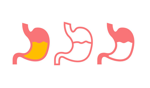 "Stomach Lining" Images – Browse 229 Stock Photos, Vectors, and Video ...