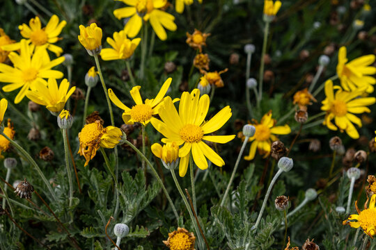 Euryops Images – Browse 650 Stock Photos, Vectors, and Video | Adobe Stock