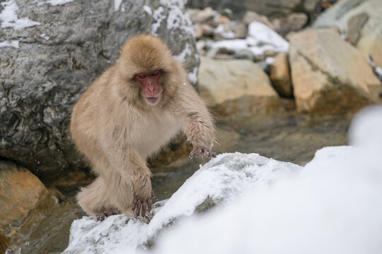 Japanmakak Bilder – Durchsuchen 47,949 Archivfotos, Vektorgrafiken und ...