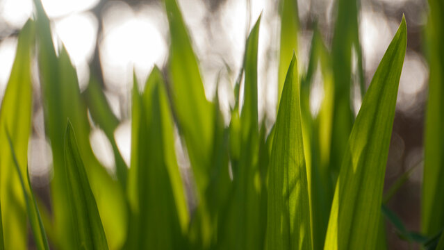 「Acrecentar」の画像 - 5,783 件の Stock 写真、ベクターおよびビデオ | Adobe Stock