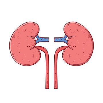 รูปภาพNephroptosis – เลือกดูภาพถ่ายสต็อก เวกเตอร์ และวิดีโอ232 | Adobe ...