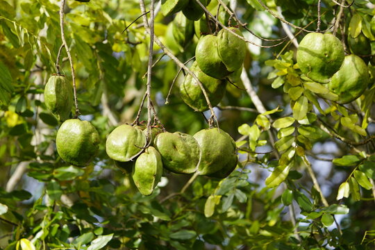Tonkabohnenbaum Bilder – Durchsuchen 786 Archivfotos, Vektorgrafiken ...