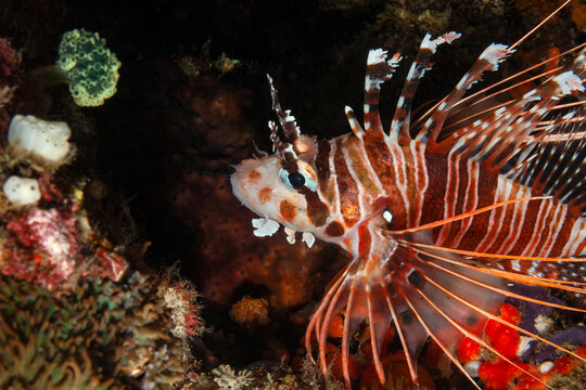 「Feuerfische」の画像 - 364 件の Stock 写真、ベクターおよびビデオ | Adobe Stock