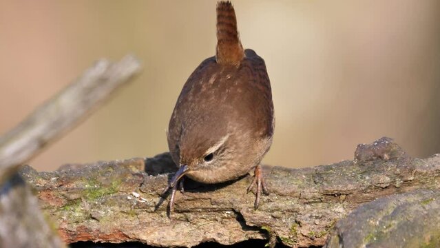 "Winter Wren" Images – Browse 4,342 Stock Photos, Vectors, and Video ...