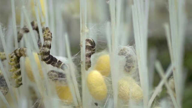 Coocon Images – Browse 6 Stock Photos, Vectors, and Video | Adobe Stock