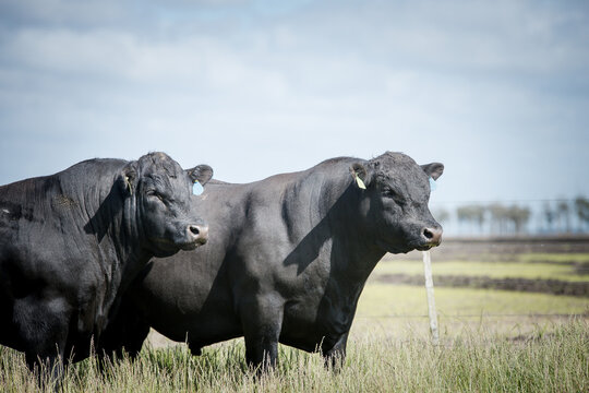 Brangus Images – Browse 11,775 Stock Photos, Vectors, and Video | Adobe ...