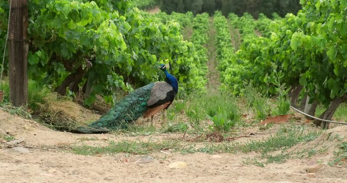Imagens de Peacocks – Explore Fotografias do Stock, Vetores e Vídeos de ...