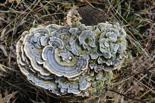 Strump Bilder – Durchsuchen 64 Archivfotos, Vektorgrafiken und Videos ...