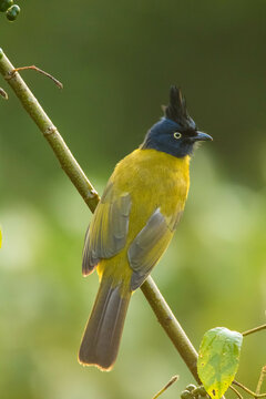 Petechien Bilder – Durchsuchen 542 Archivfotos, Vektorgrafiken und ...