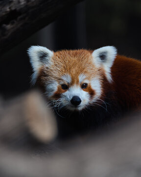 รูปภาพRara – เลือกดูภาพถ่ายสต็อก เวกเตอร์ และวิดีโอ1,744 | Adobe Stock