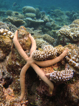 "Linckia Guildingii"-Bilder: Stock-Fotos & -Videos. | Adobe Stock