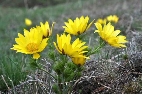 "Adonis Vernalis" Images – Browse 1,677 Stock Photos, Vectors, and ...