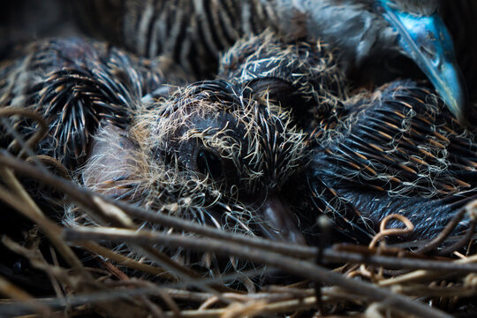 Kurokutok Bilder – Durchsuchen 1,595 Archivfotos, Vektorgrafiken und ...