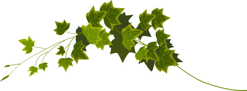 Free Vines Images – Browse 2,158 Free Stock Photos, Vectors, and Video ...