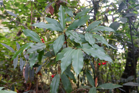 Spiceberry Images – Browse 2,859 Stock Photos, Vectors, and Video ...