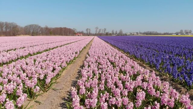 Afbeeldingen over "Dutch Hyacinth" – Blader in stockfoto's, vectoren en ...
