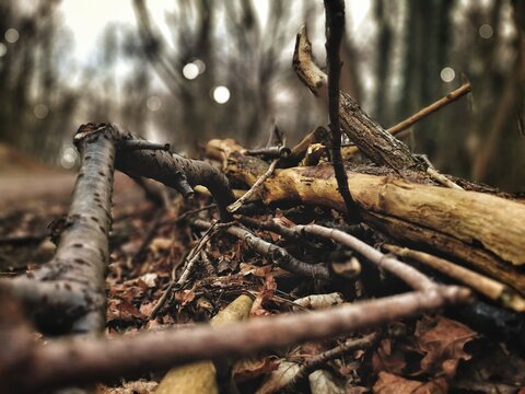 「Unterholz」の写真素材 | 4,674件の無料イラスト画像 | Adobe Stock