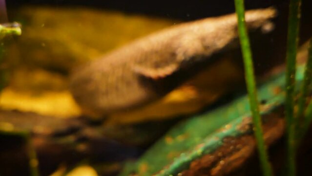 รูปภาพBichir – เลือกดูภาพถ่ายสต็อก เวกเตอร์ และวิดีโอ134 | Adobe Stock