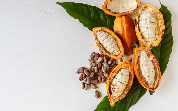 Inside Cocoa Pods