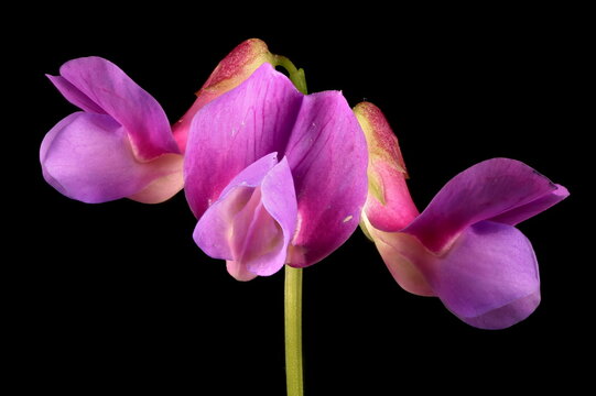 Papilionaceous bilder – Bläddra bland 75 stockfoton, vektorer och ...
