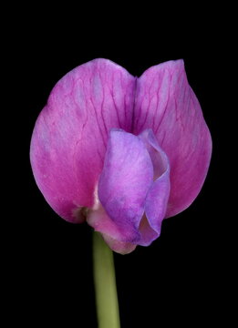 Papilionaceous Bilder – Durchsuchen 75 Archivfotos, Vektorgrafiken und ...