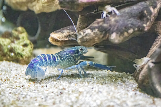 Baby Blue Crayfish