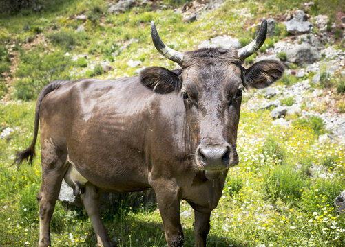รูปภาพRuminant – เลือกดูภาพถ่ายสต็อก เวกเตอร์ และวิดีโอ70,439 | Adobe Stock