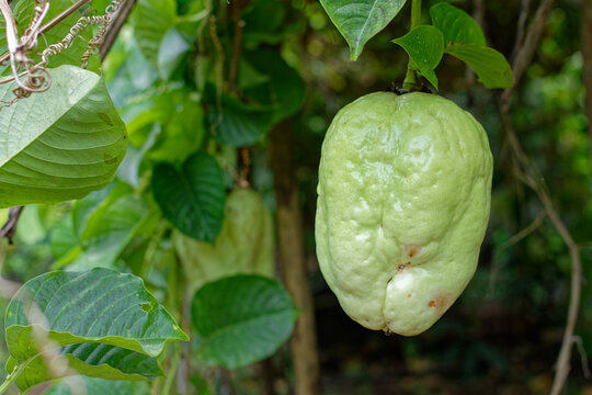 Barbadine bilder – Bläddra bland 2,095 stockfoton, vektorer och videor ...