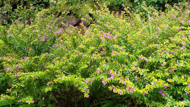 Allyson Images – Browse 16 Stock Photos, Vectors, and Video | Adobe Stock