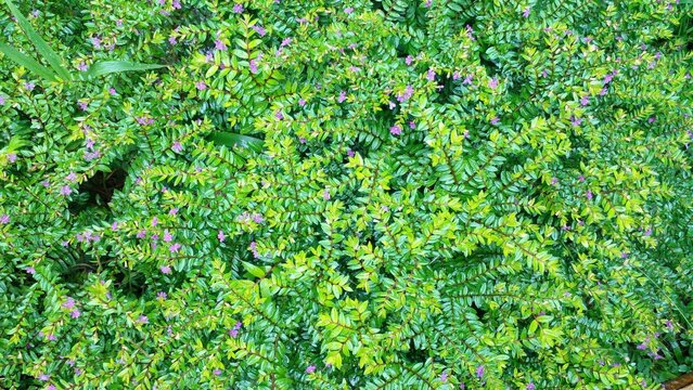 Allyson Images – Browse 16 Stock Photos, Vectors, and Video | Adobe Stock